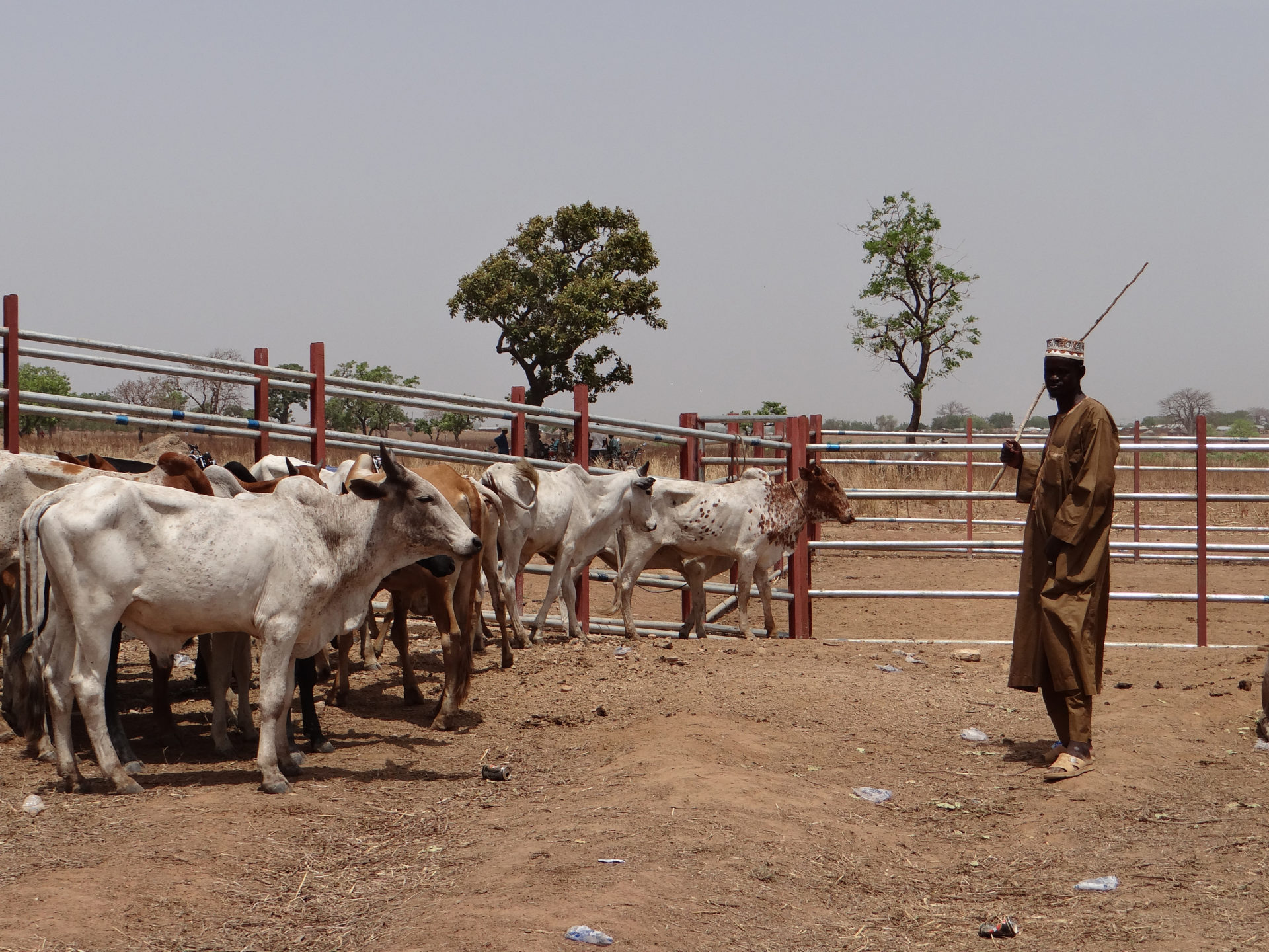 Note technique : Le ranching en Afrique de l’Ouest - Acting for Life